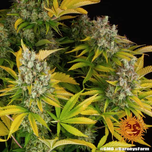 GMO By Barneys Farm | 5 & 10 Packs | Feminized Seeds